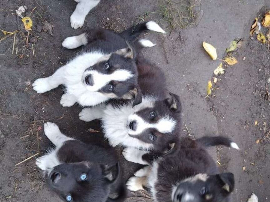 Щенки в добрые руки даром