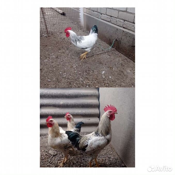 Петухи