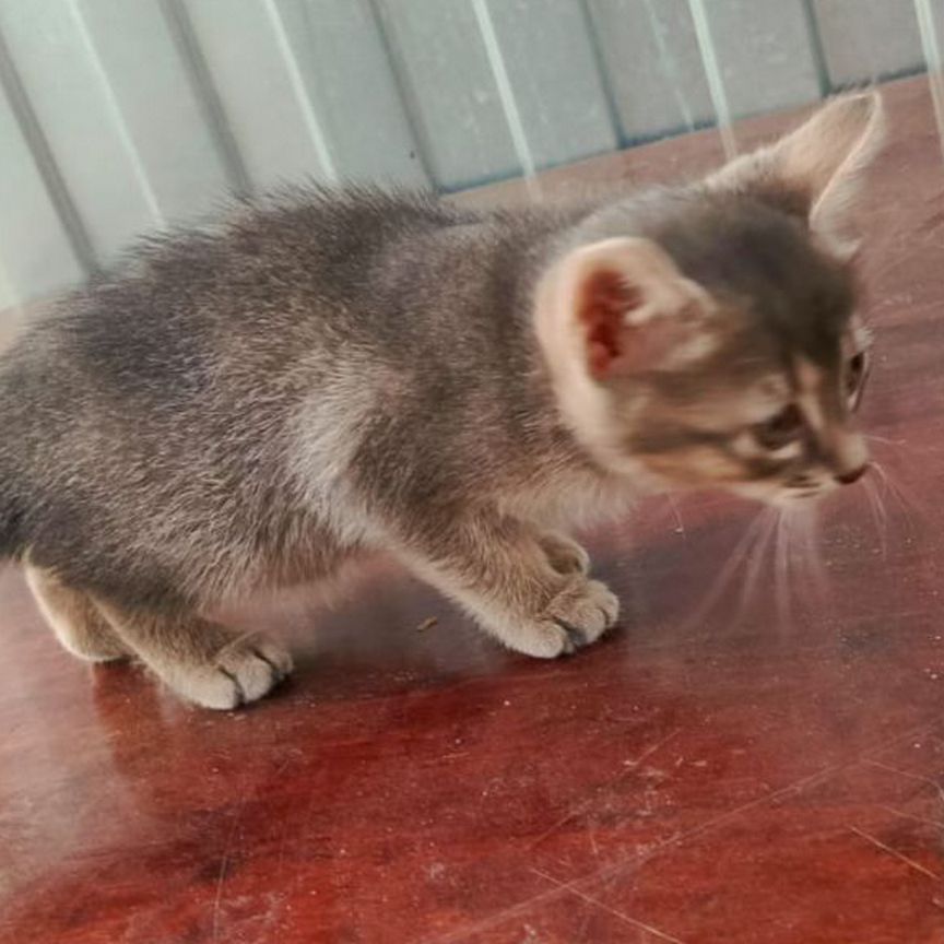 Котята