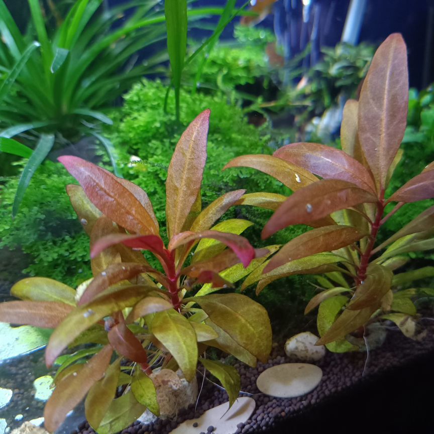 Альтернантера рейнеки «Мини»