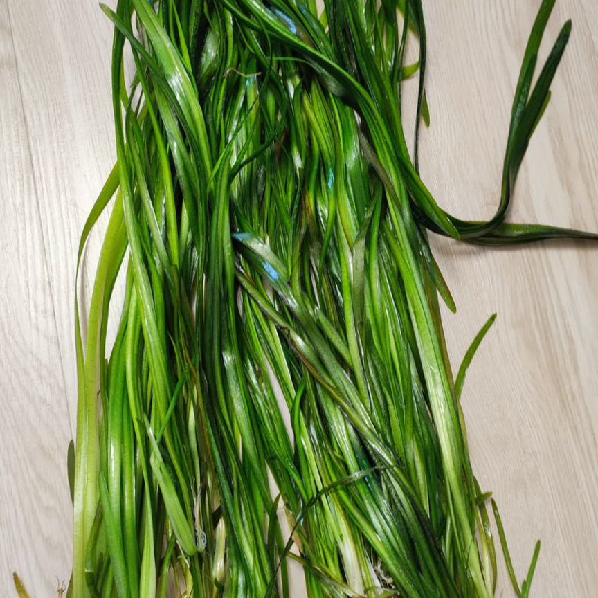 Валиснерия