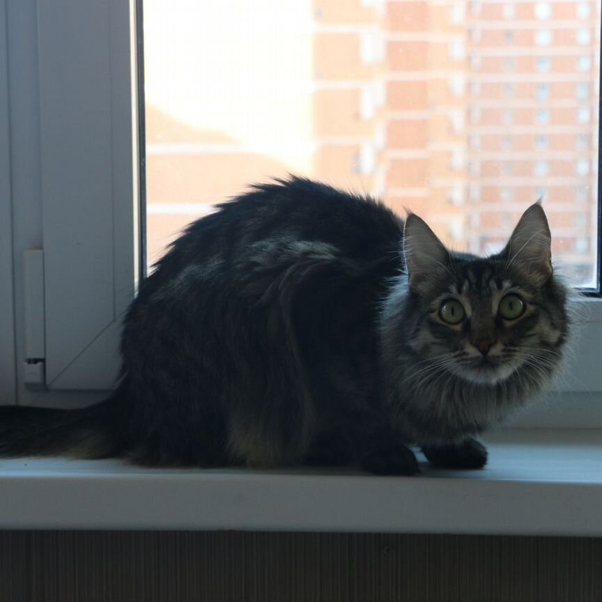 Отдам кошка турецкая ангора