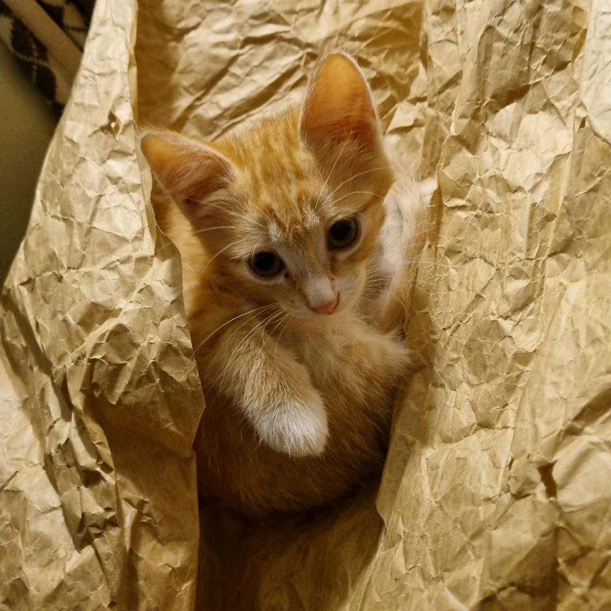 Отдам котят