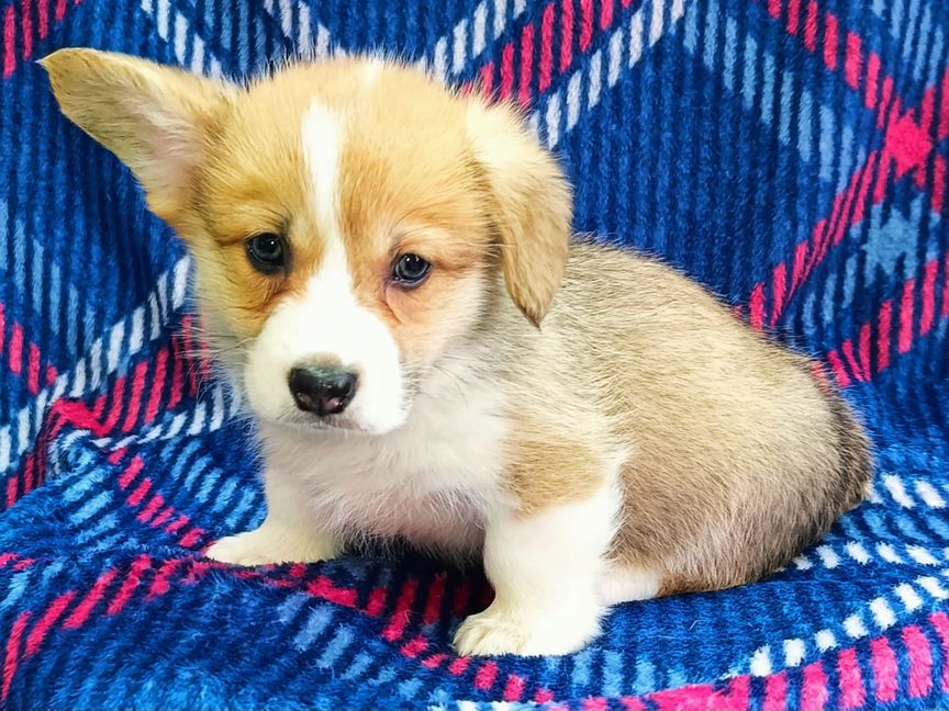 Очаровашки вельш корги пемброк