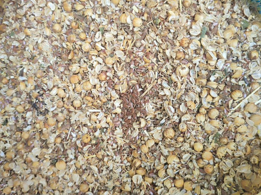 Лëн, семя льна