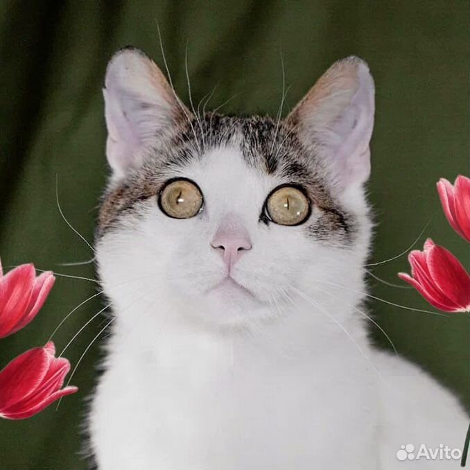 Котенок Фан Фан Тюльпан ишет дом в дар бесплатно