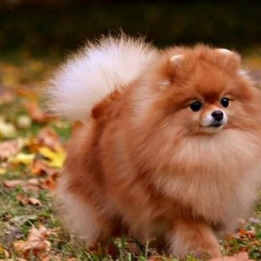 Вязка шпицов