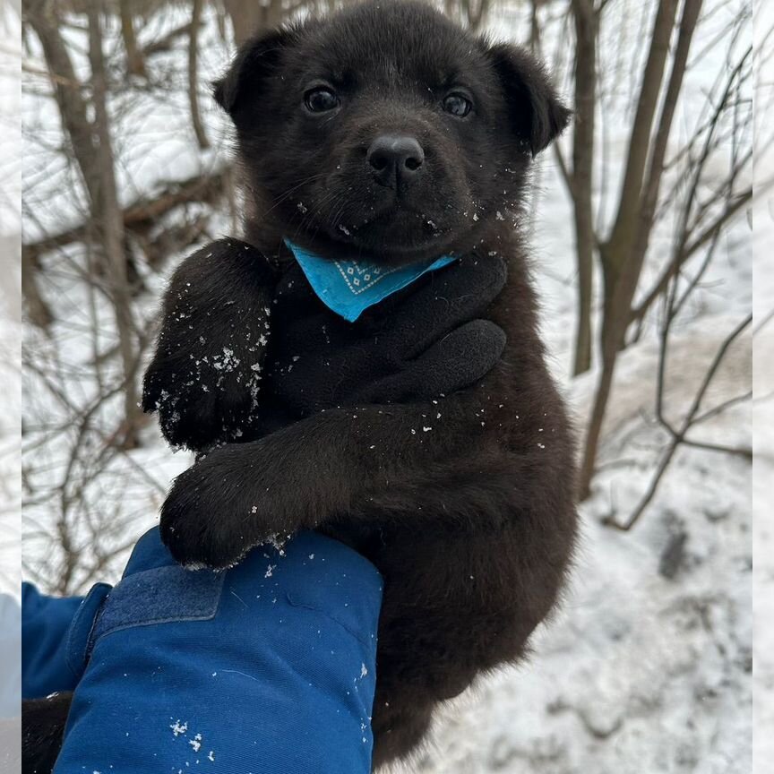 Щенки малявочки. В дар