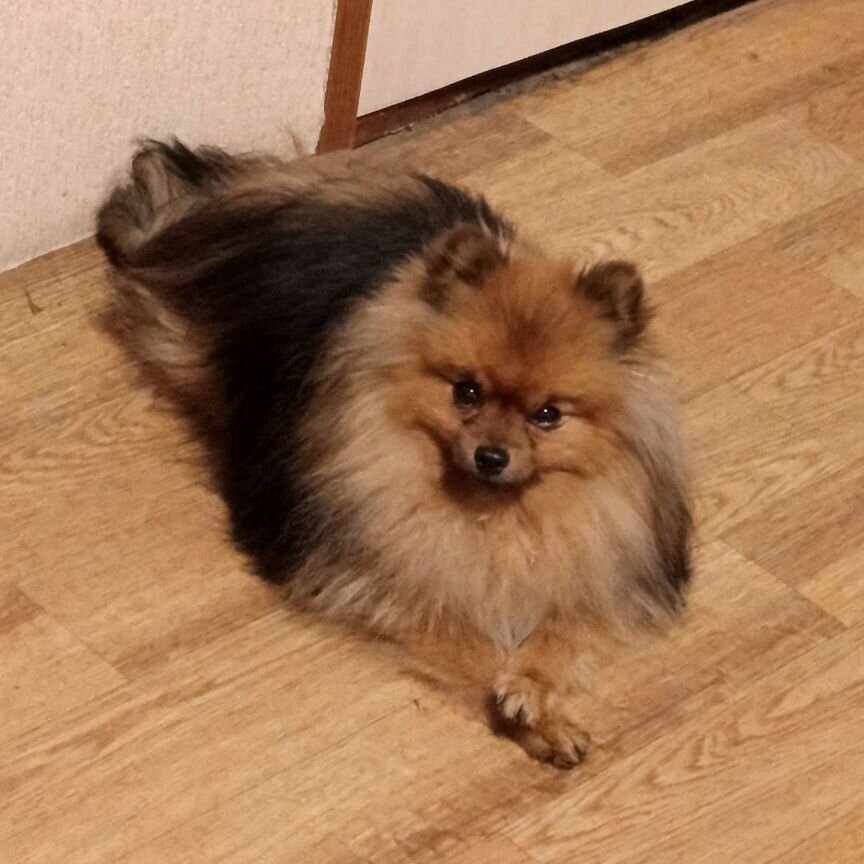 Померанский шпиц мини мальчик