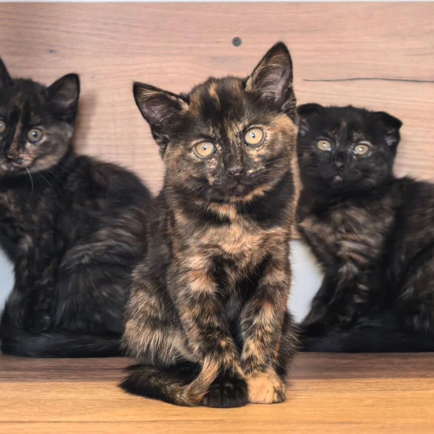 Маленькие котята девочки