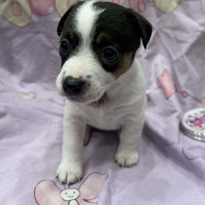 Джек-рассел-терьер, щенок