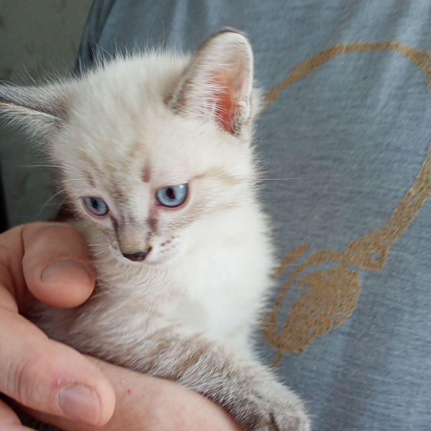 Котенок в добрые руки