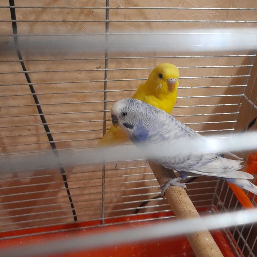 Попугай волнистый.пара