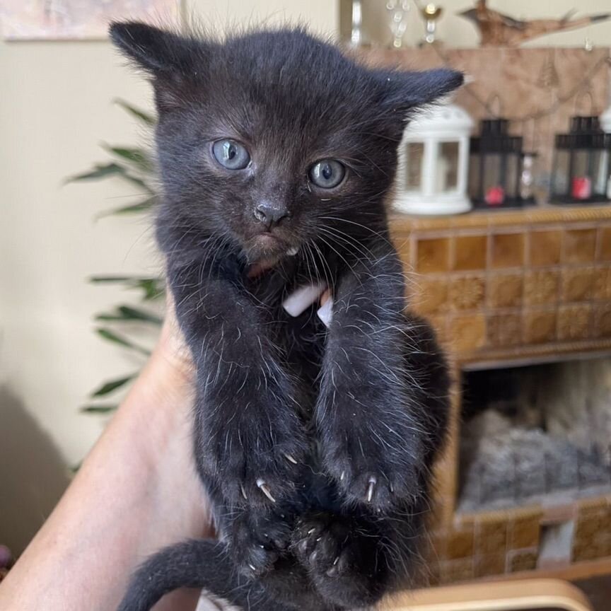 Черный котенок