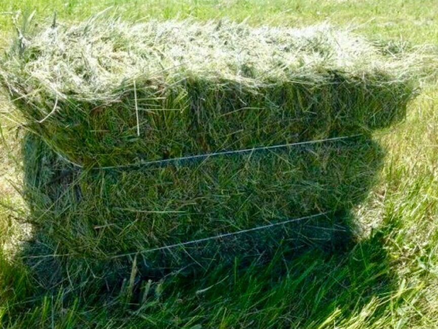 Сено в кипах (тюках)
