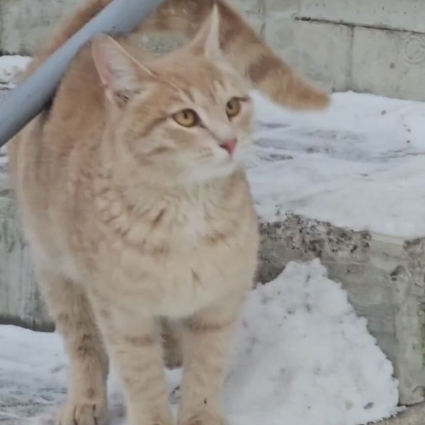 Чудесный котик