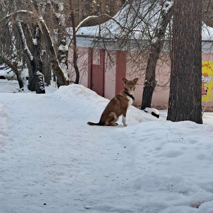 Пес Рокки