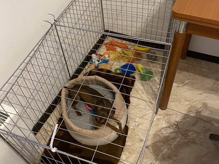 Клетка собачья большая