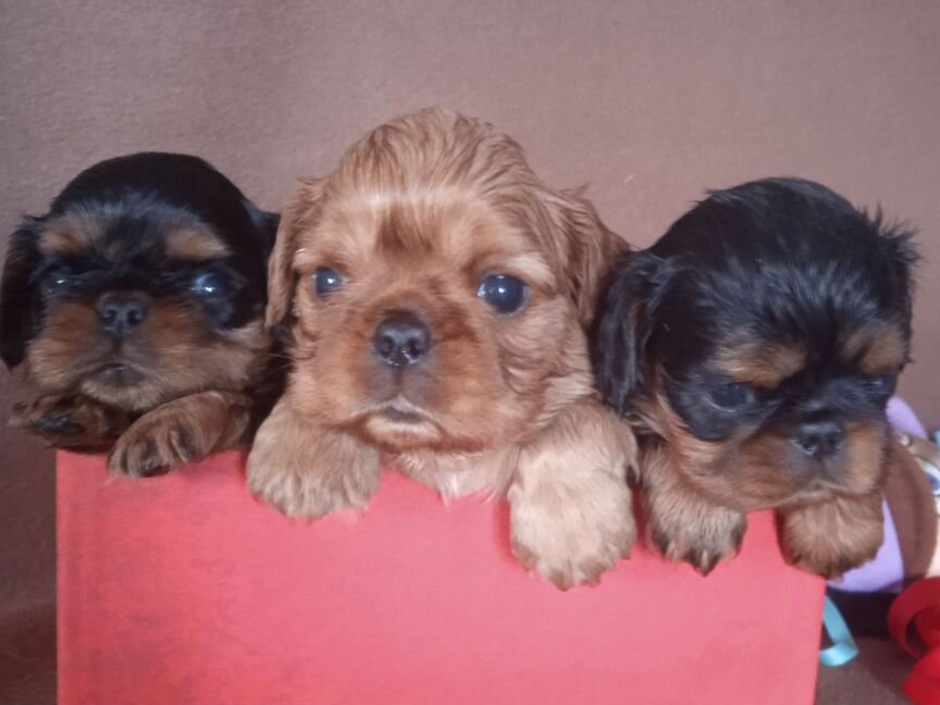 Щенки Кинг спаниеля