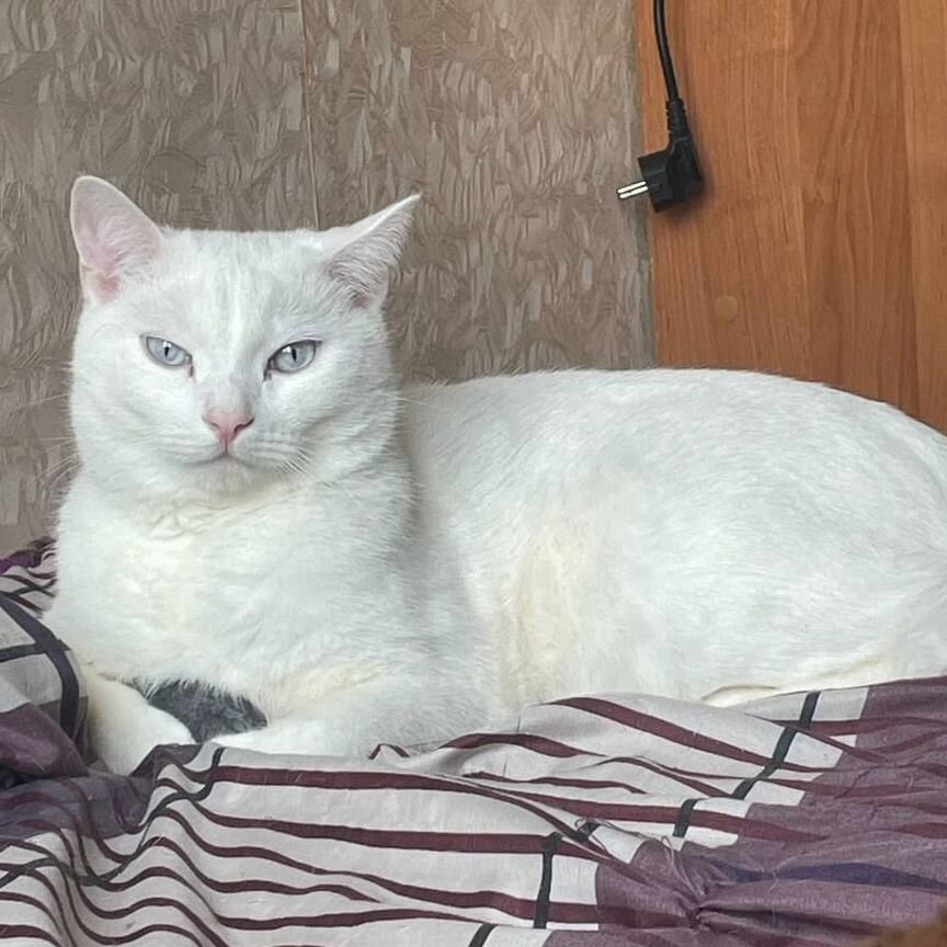 Ориентальный котёнок