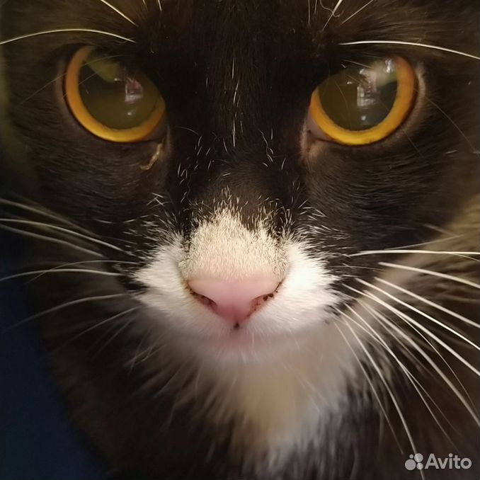 Кошка украсит ваш дом