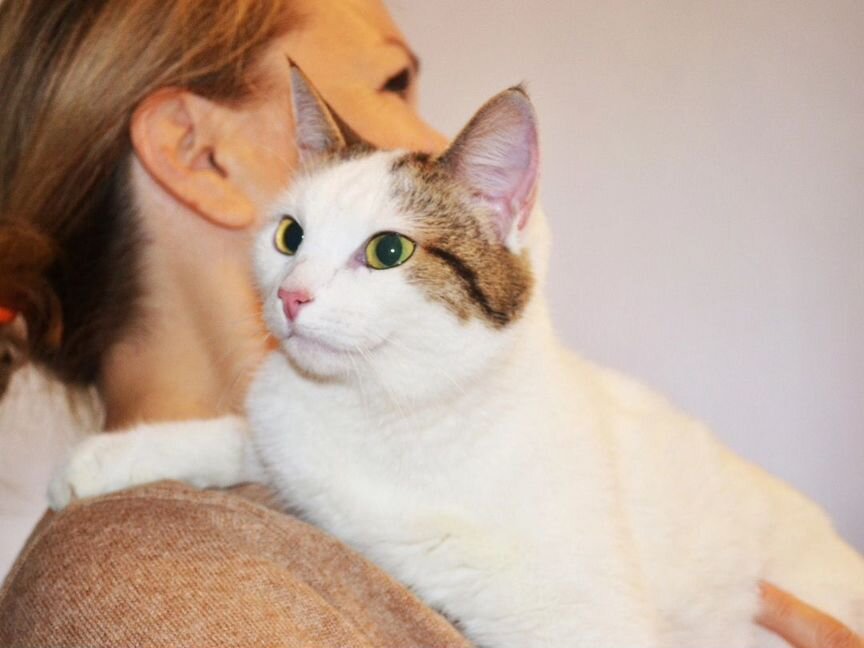 Кошка в дар