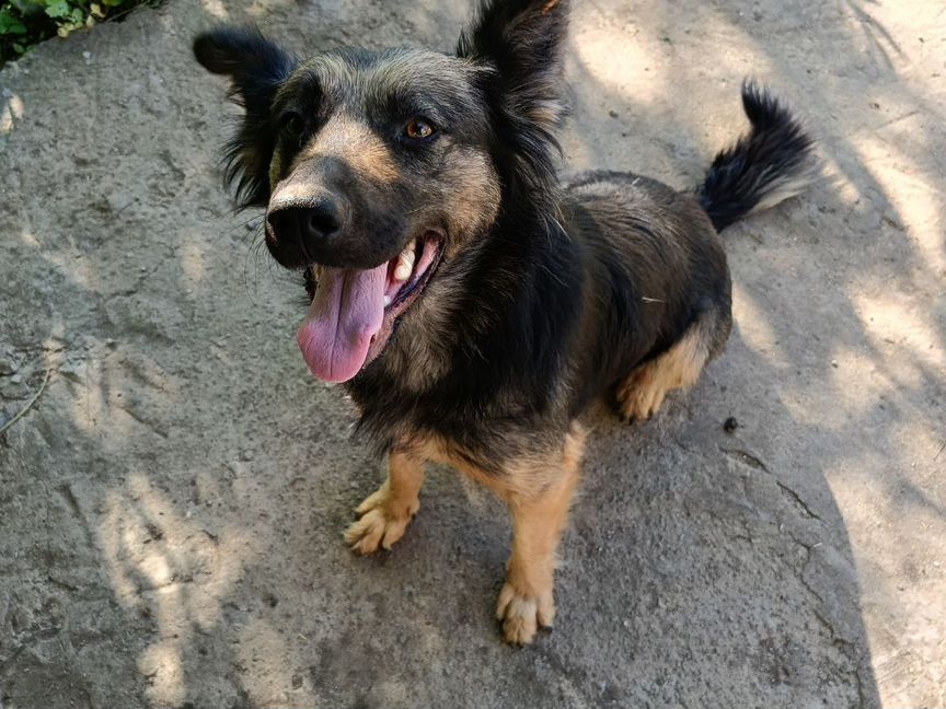 Молодая собачка, девочка