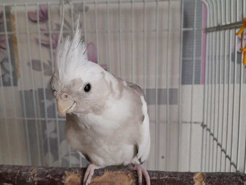 Попугай корелла