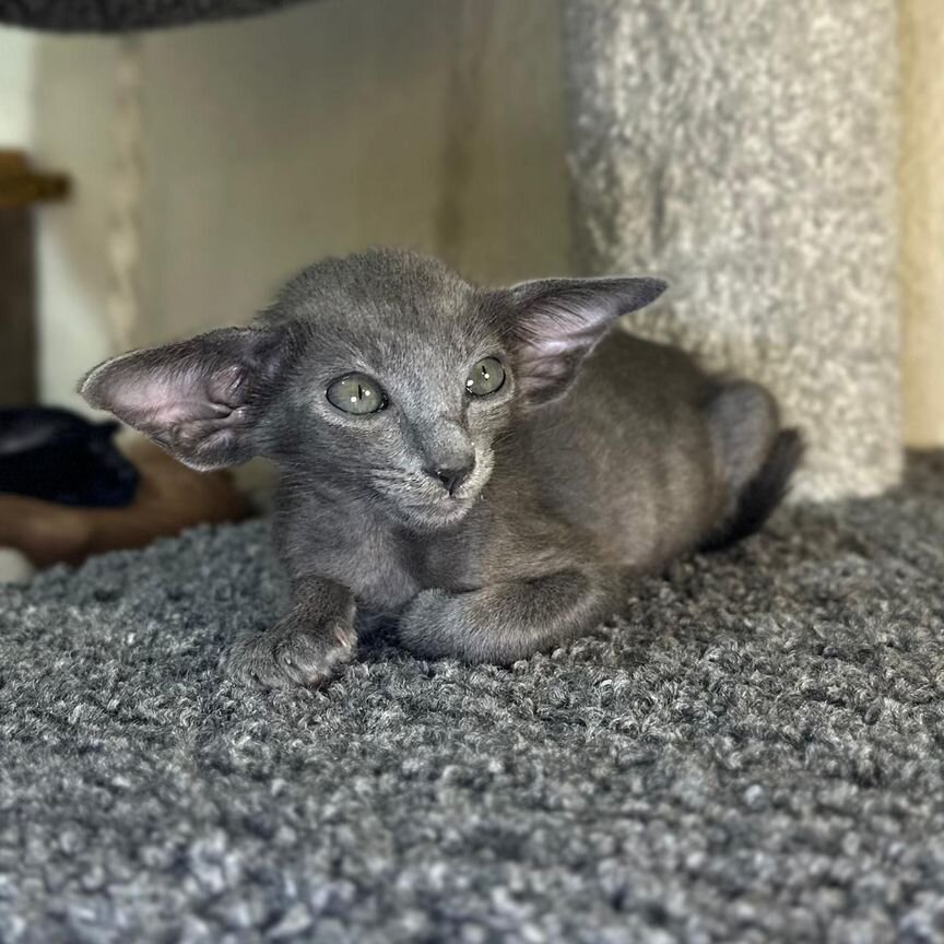 Ориентальные котята