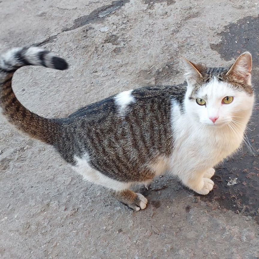 Шикарный котик хвост пистолетом в дар ищет дом