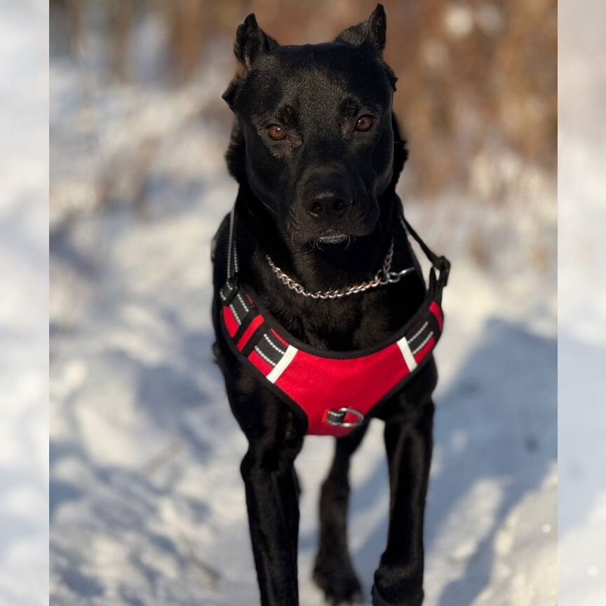 Лайка, щенок