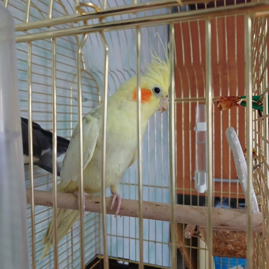 Попугаи корелла