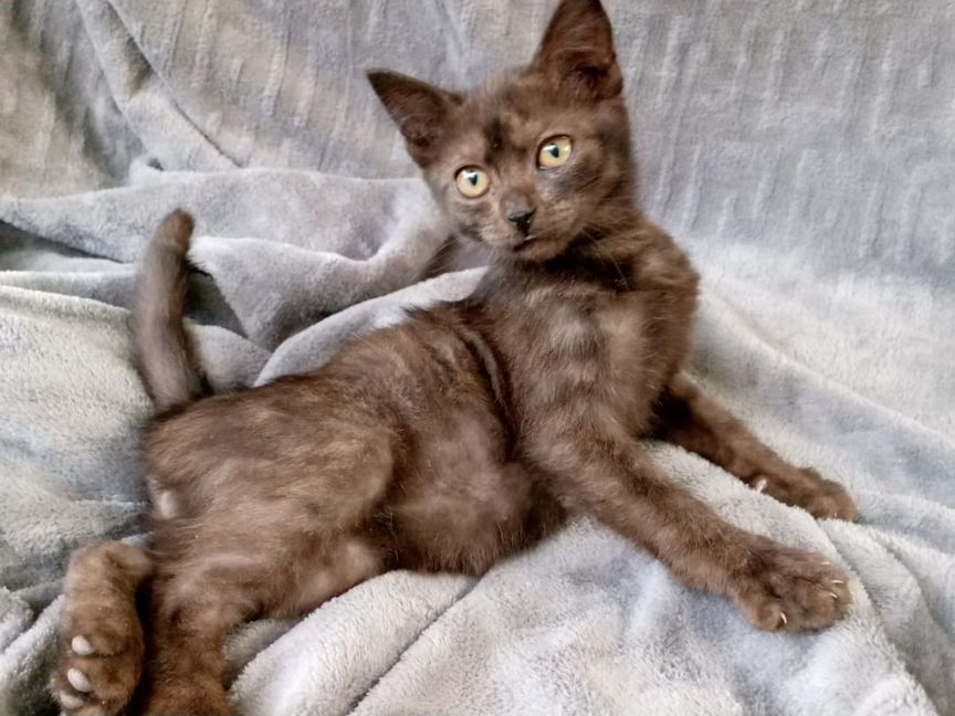 Котёнок