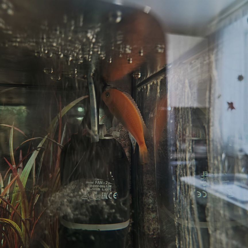 Отдам крупную рыбку