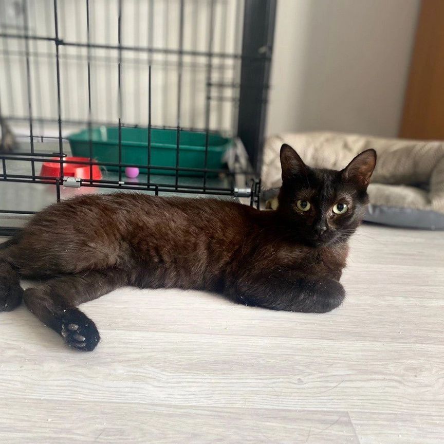 Уголёк из приюта