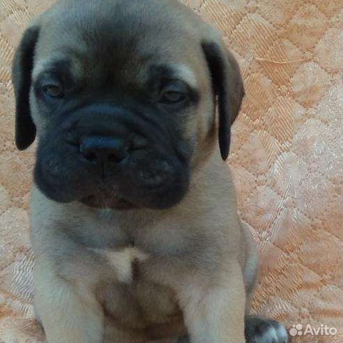 Бульмастиф