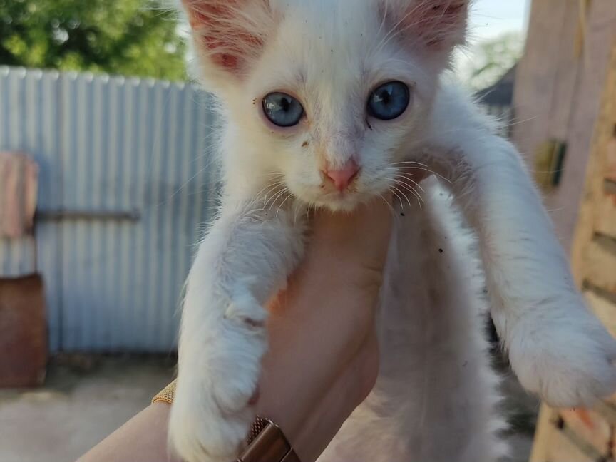 Кот
