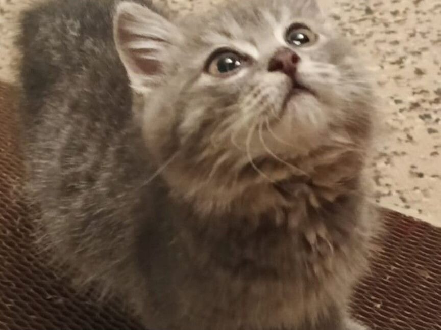 Котенок в добрые руки