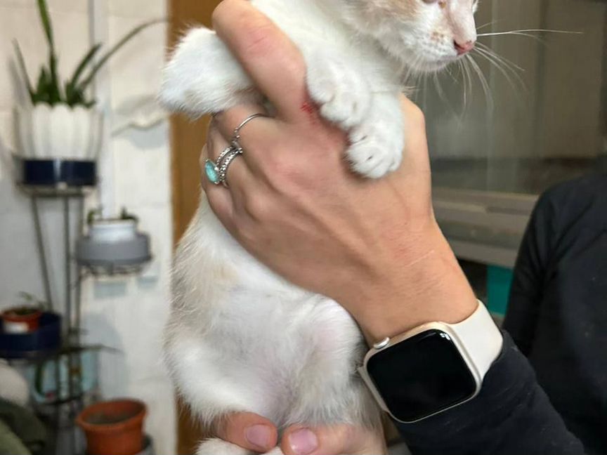 Кошачий ребёнок мёрзнет в клетке приюта