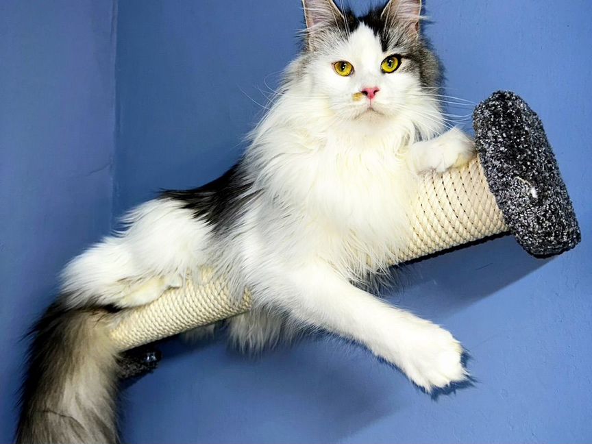 Котята мейн-кун