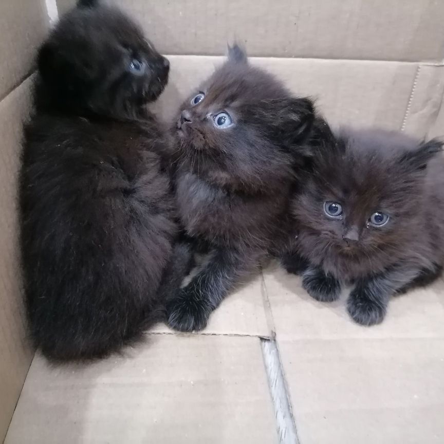 Отдам маленьких пушистиков