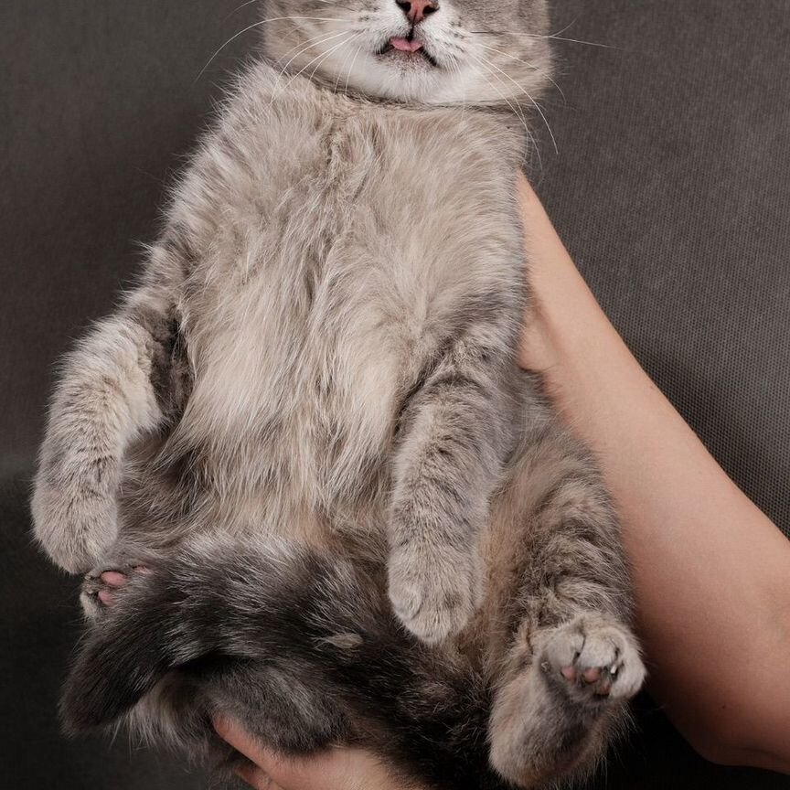 Кошечка Клепа ищет дом