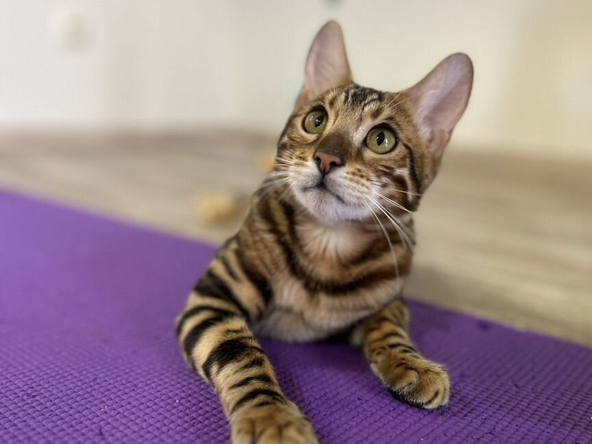 Бенгальские котята