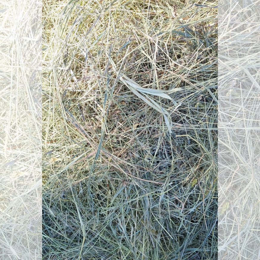 Продам сено в рулонах