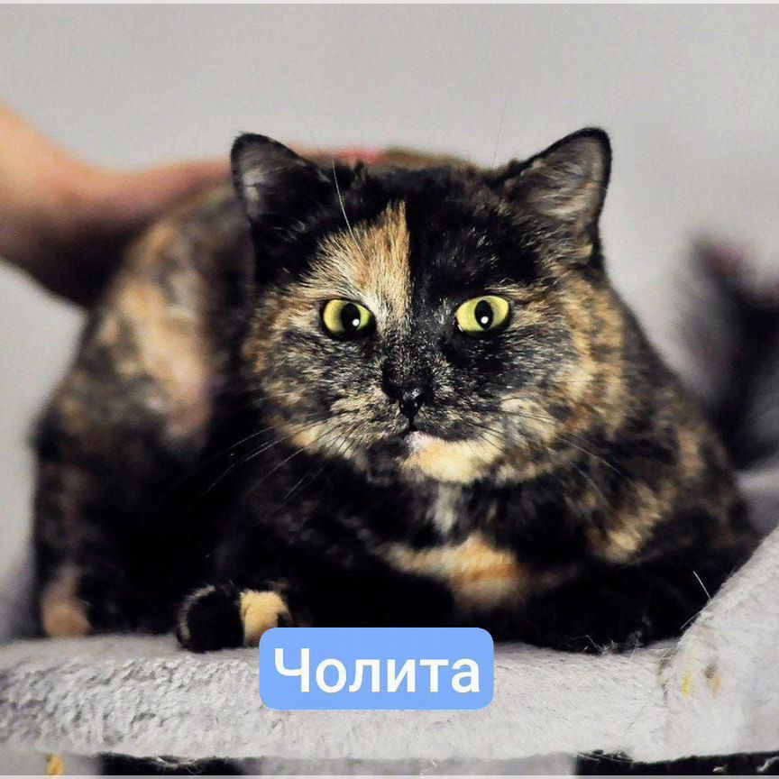 Кошечка в квартиру или дом
