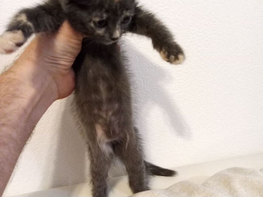 Котёнок девочка 1 р., привезу