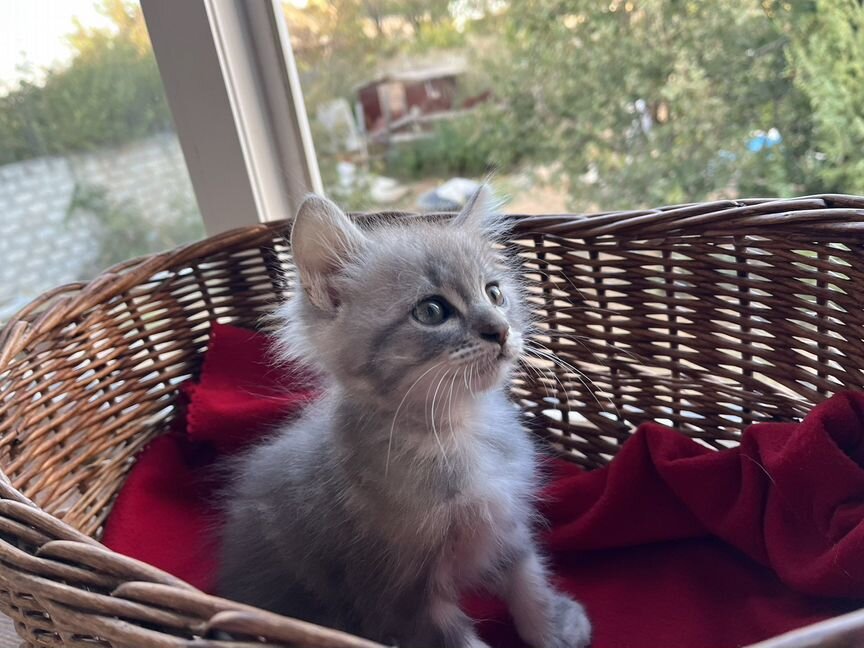 Мальчик метис британской прямоухой