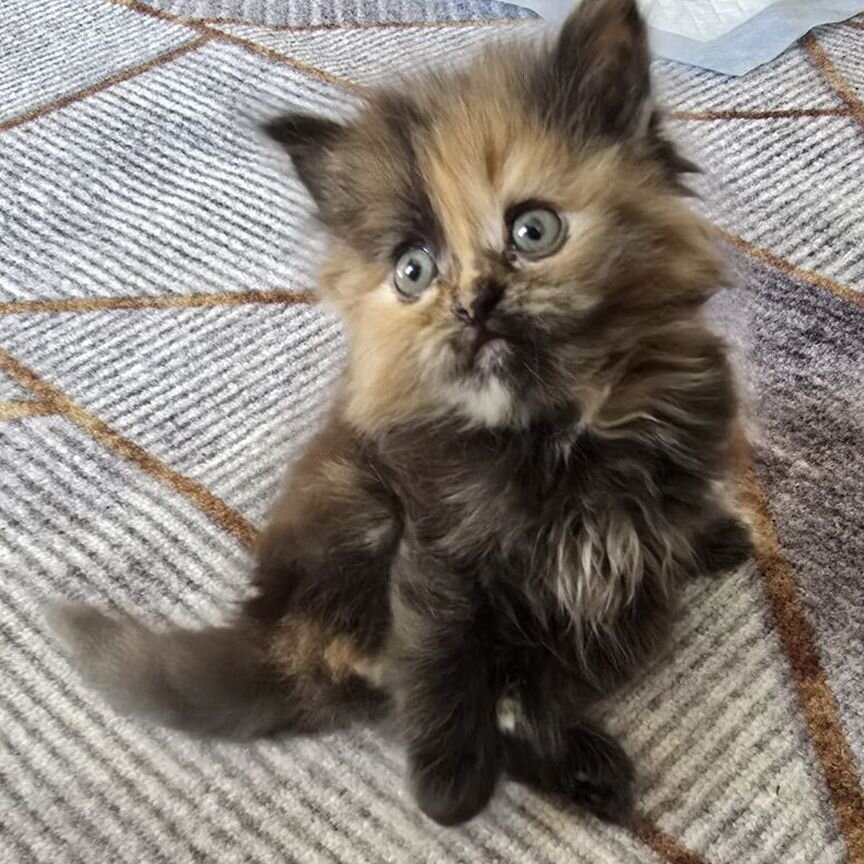 Котята