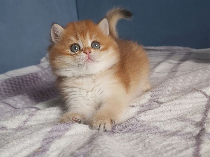 Британские котята, золотая шиншилла