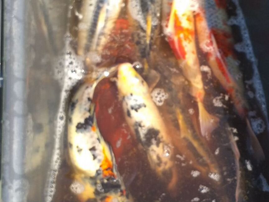 Крупные кои